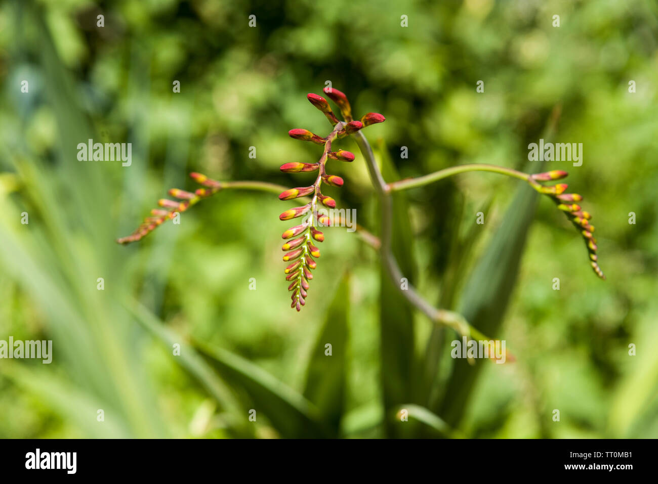 red crocosmia plant on blossom Stock Photo - Alamy