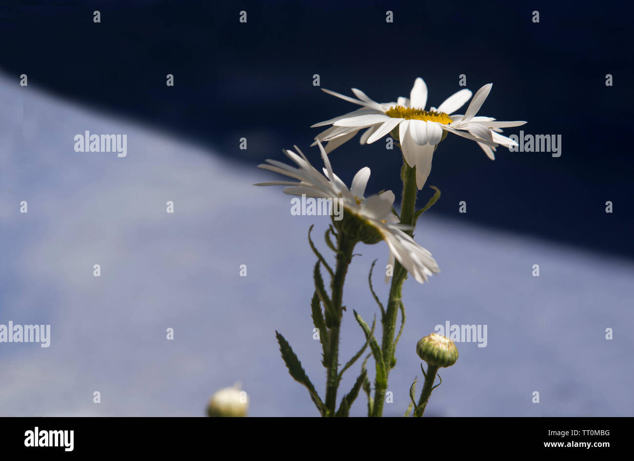 Dark blue yellow vector hi-res stock photography and images - Alamy