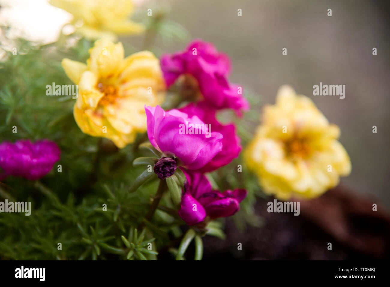 portulaca mix on pot in the garden Stock Photo - Alamy