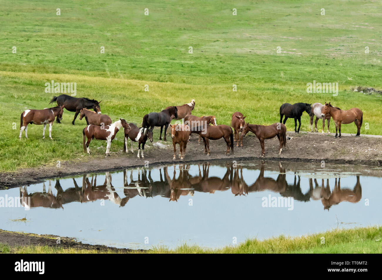 North America; United States; Montana; Ranching; Ranch Animals; Horses ...