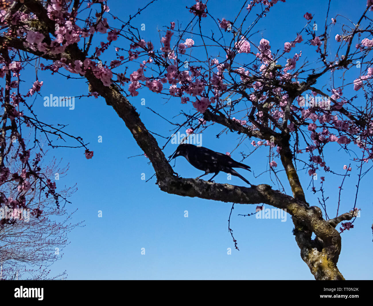 Large black crow sitting in a blooming pink cherry tree Stock Photo - Alamy
