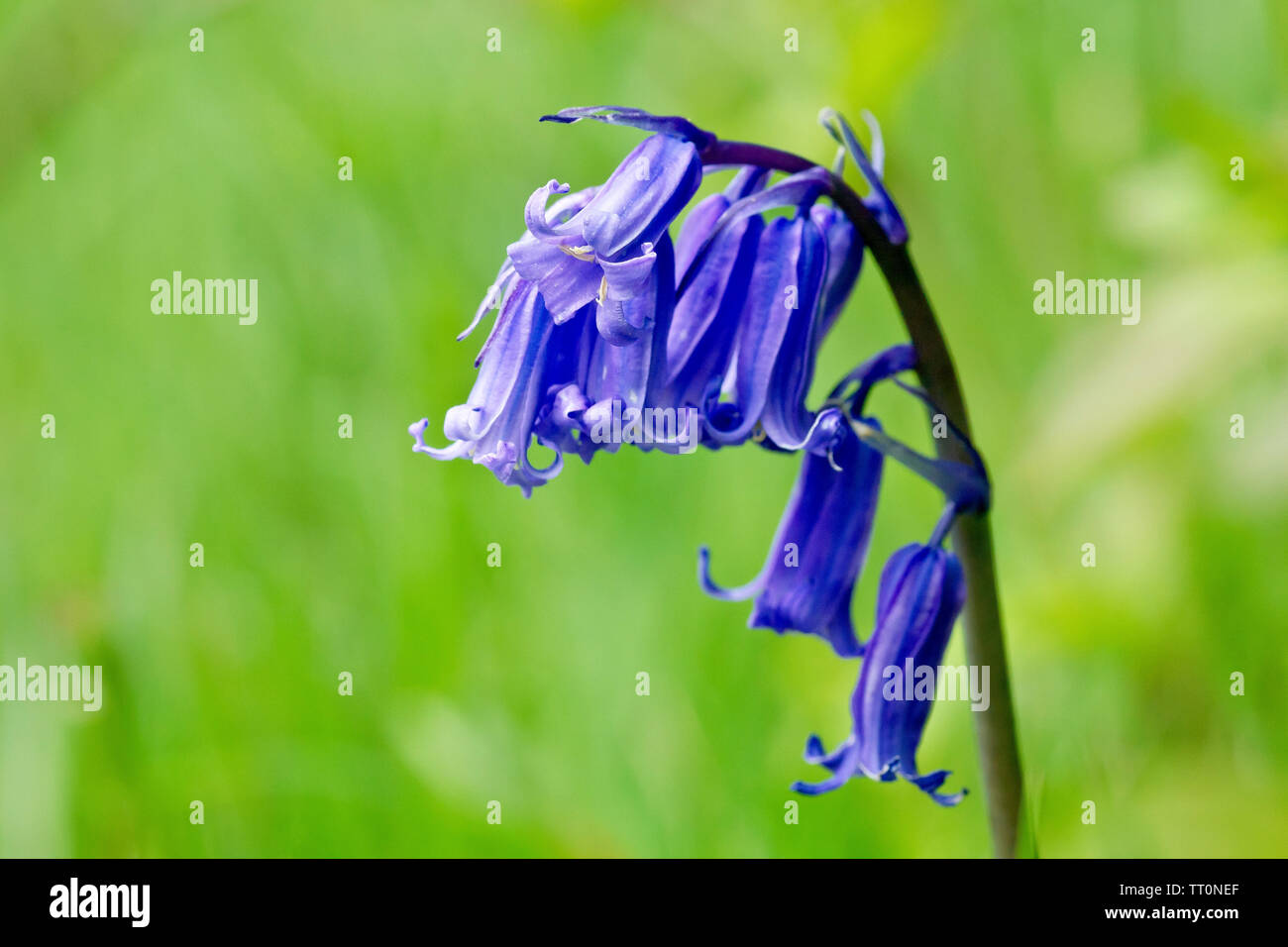 Liliaceae Endymion Non Scriptus Stock Photos & Liliaceae Endymion Non ...