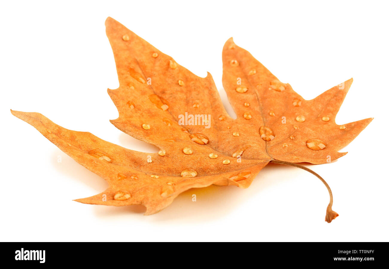 Dry maple leaf with drops, isolated on white Stock Photo - Alamy