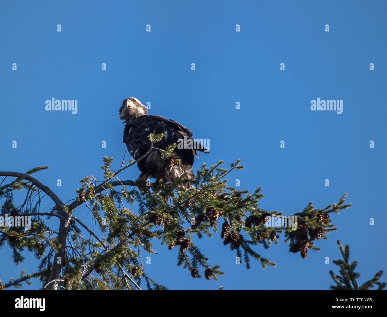 Eagle standing on pine tree hi-res stock photography and images - Alamy