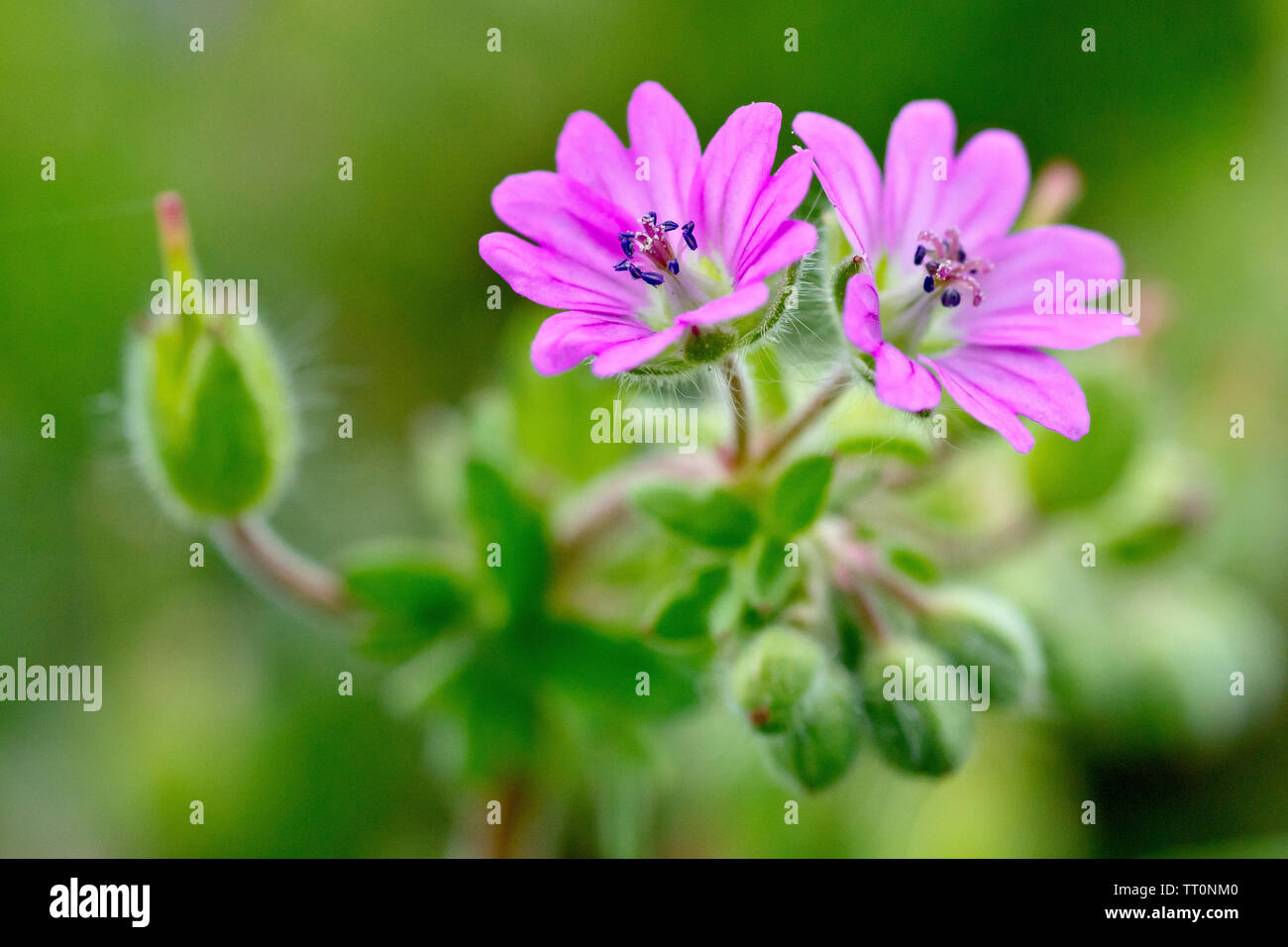 Doves foot cranesbill hi-res stock photography and images - Alamy