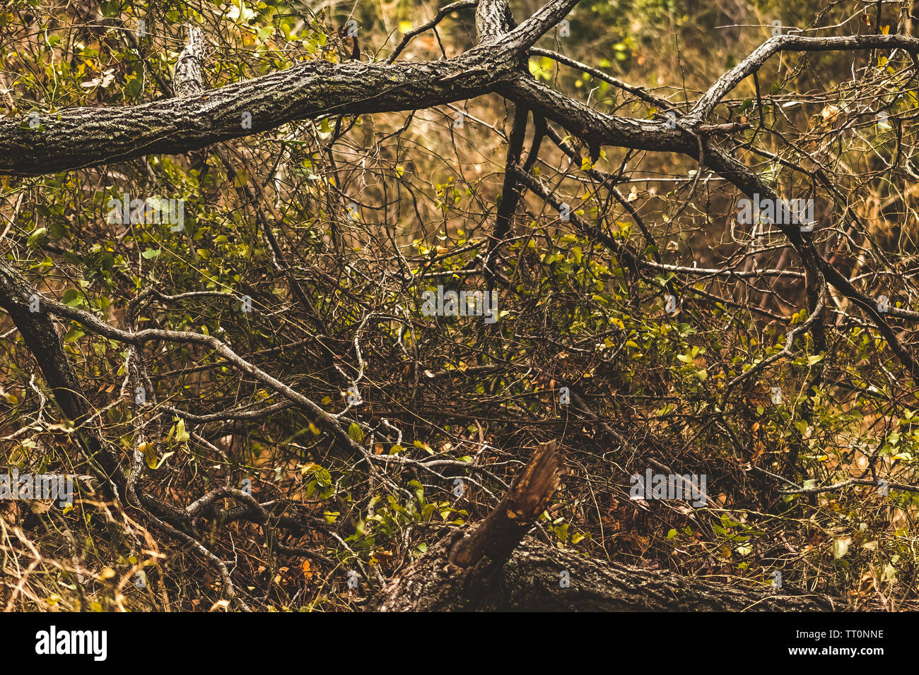 A photo that shows the beauty in the chaos nature creates Stock Photo ...
