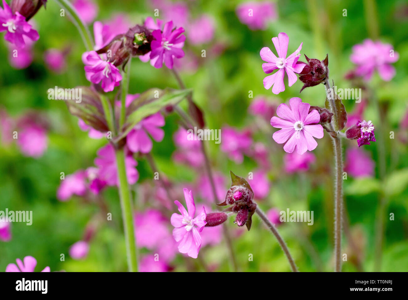 Flowering red campion silene dioica hi-res stock photography and images ...