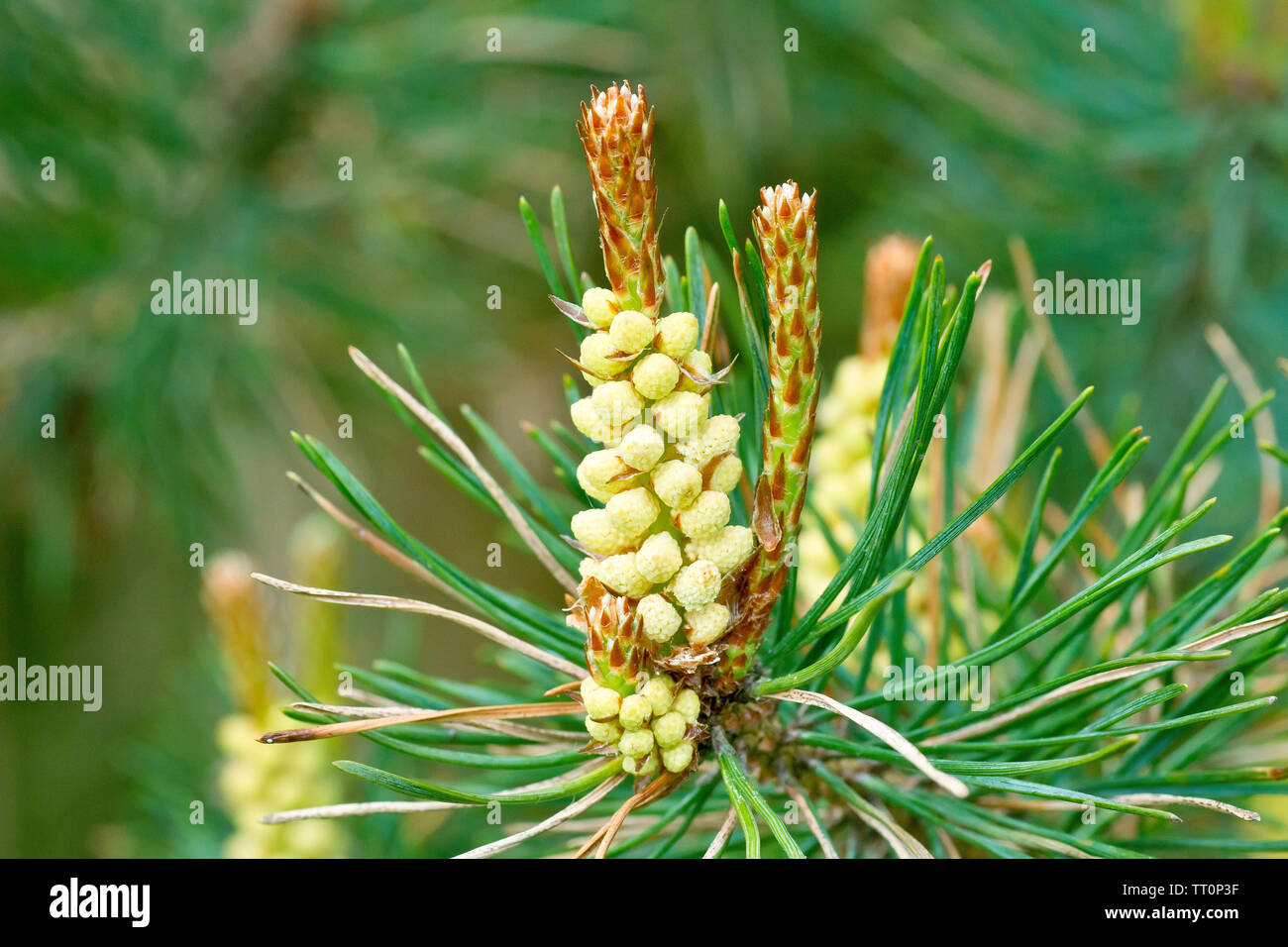 Needles tree flower hi-res stock photography and images - Alamy