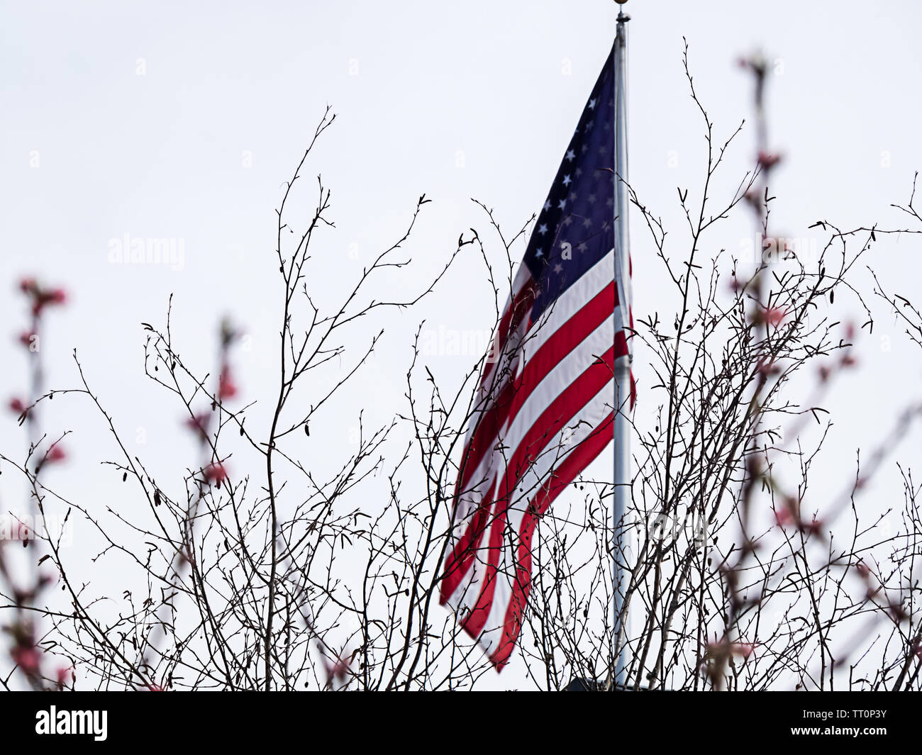 american flag flying high above the bare branches of a flowering tree ...