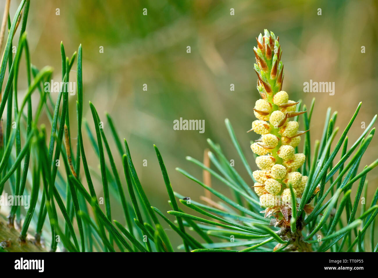 Pine tree flower hi-res stock photography and images - Alamy
