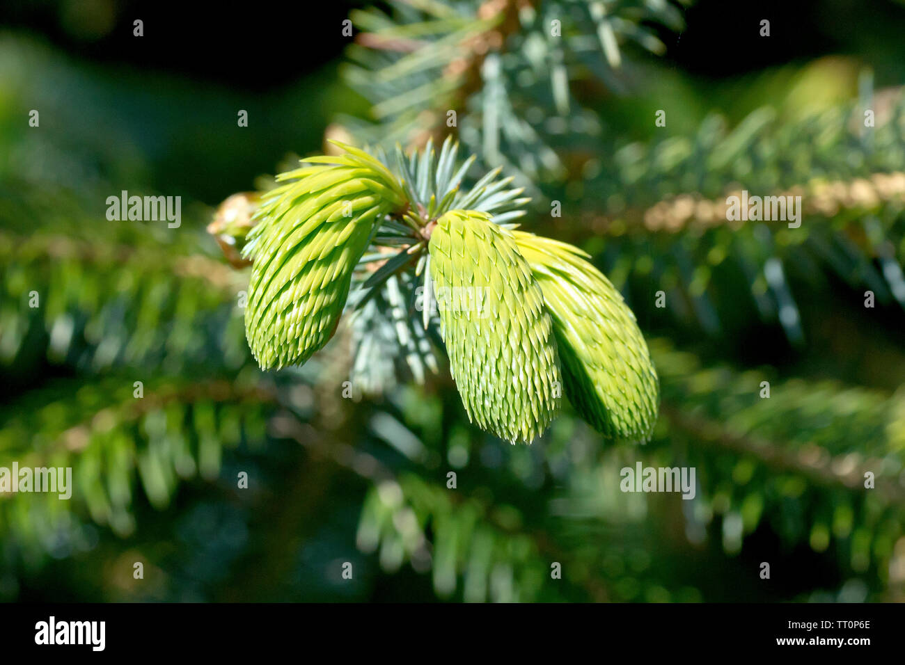 Sitka spruce trees picea sitchensis hi-res stock photography and images ...