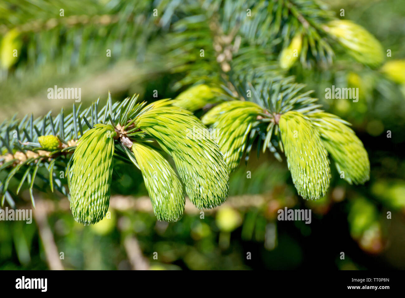 Sitka Spruce (picea sitchensis), close up of new springtime growth ...