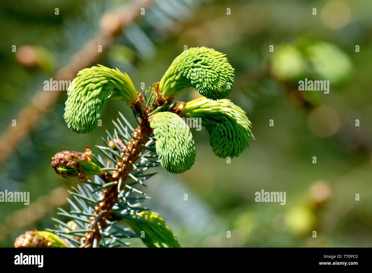 Sitka spruce trees picea sitchensis hi-res stock photography and images ...