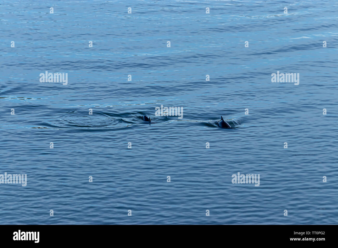 pod of dolphin swim and play in the waters of puget sound in washington ...