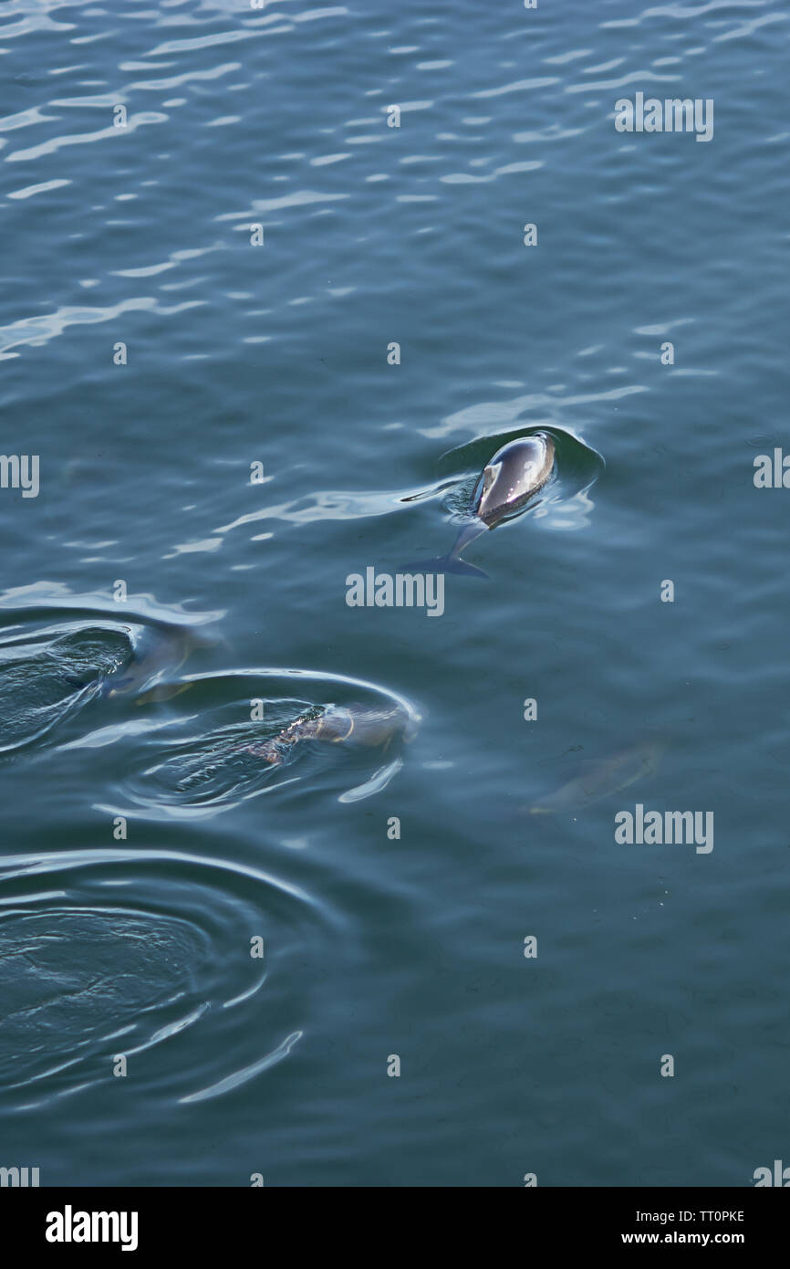 pod of dolphin swim and play in the waters of puget sound in washington ...