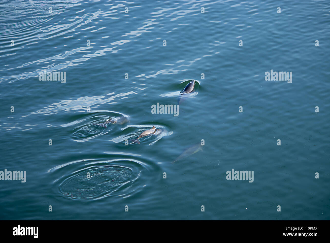 puget sound water with dolphins swimming in blue water Stock Photo - Alamy