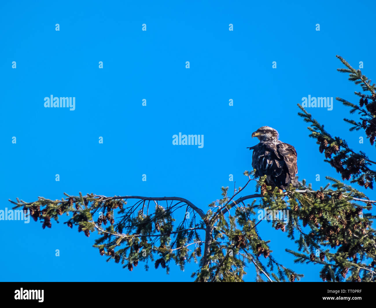 Eagle standing on pine tree hi-res stock photography and images - Alamy