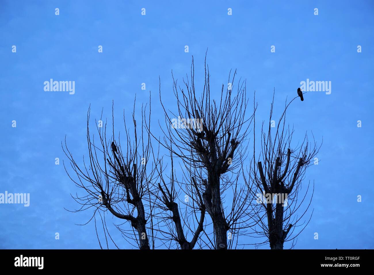 Silhouette of birds standing on a bare tree at dusk in autumn Stock ...