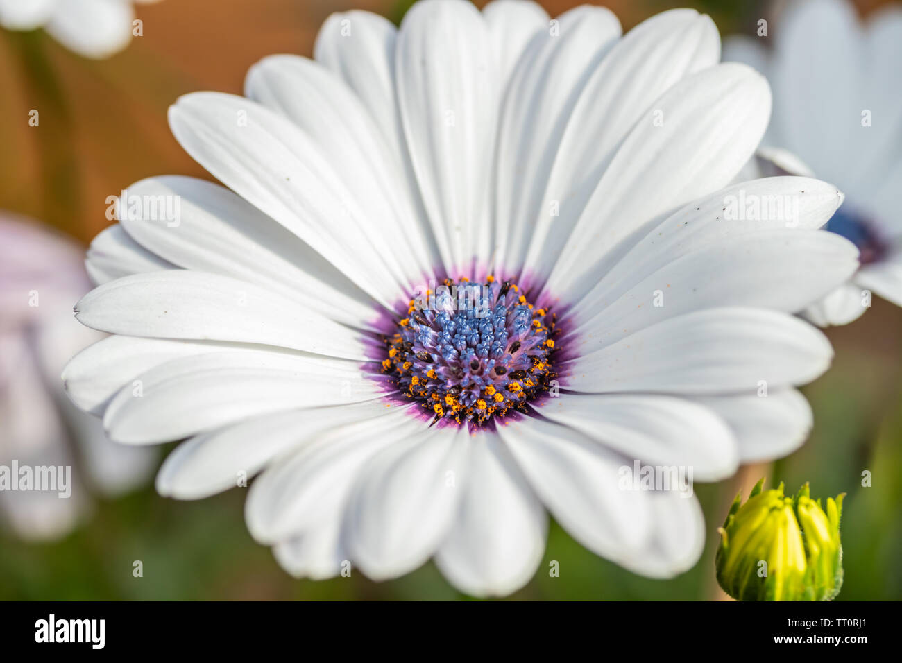 Beautiful white Gerbera flower with blue centre in natural setting ...