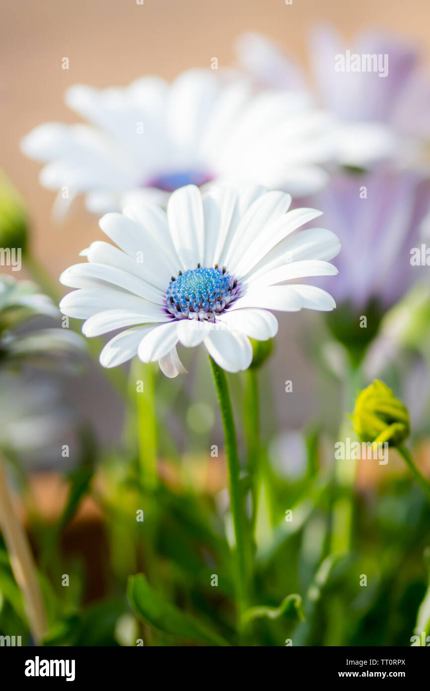 Beautiful white Gerbera flower with blue centre in natural setting ...