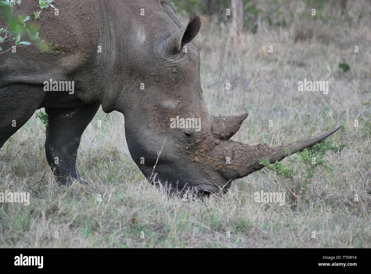 Big five wildlife reserve hi-res stock photography and images - Alamy
