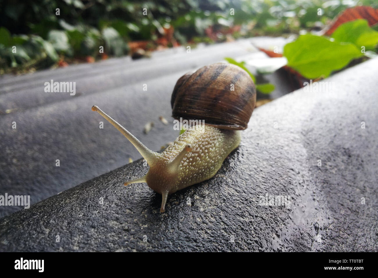 Structure of snail hi-res stock photography and images - Alamy