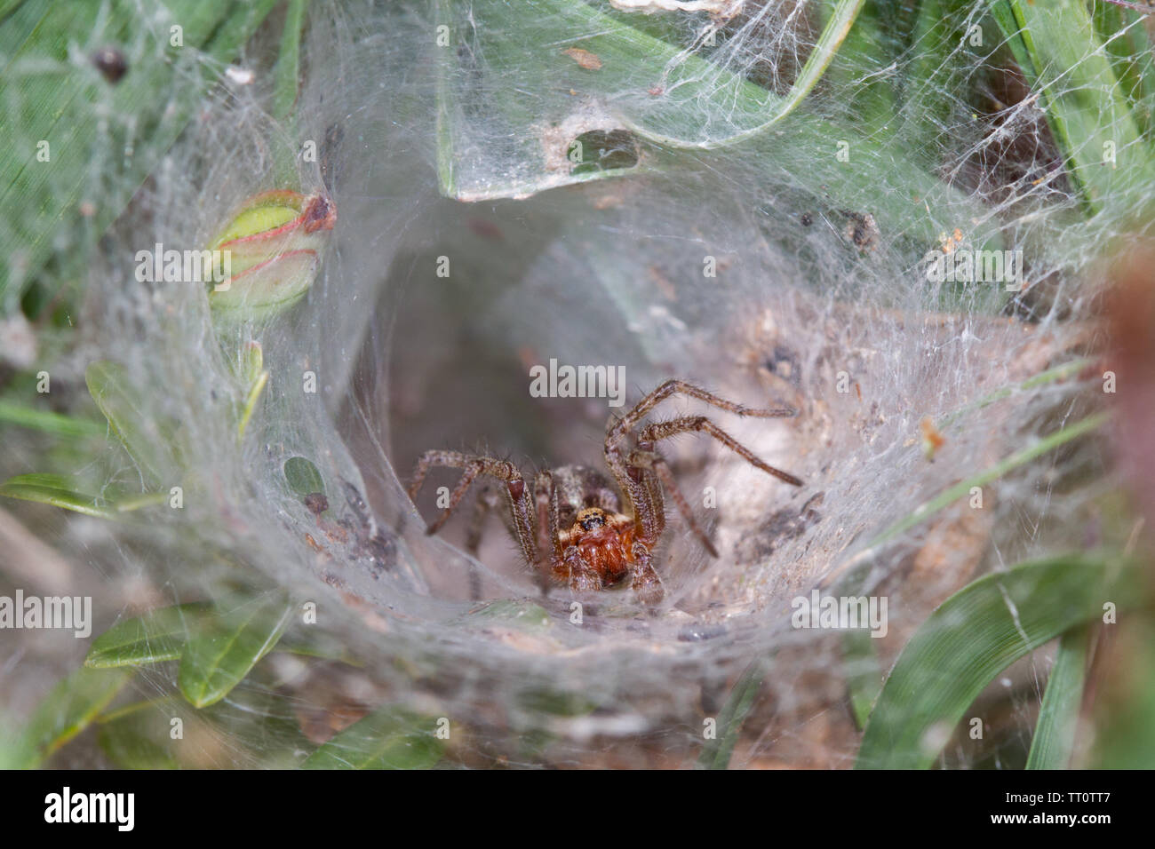 Funnel-web spider, Agelena labyrinthica, waits in its tubular retreat ...