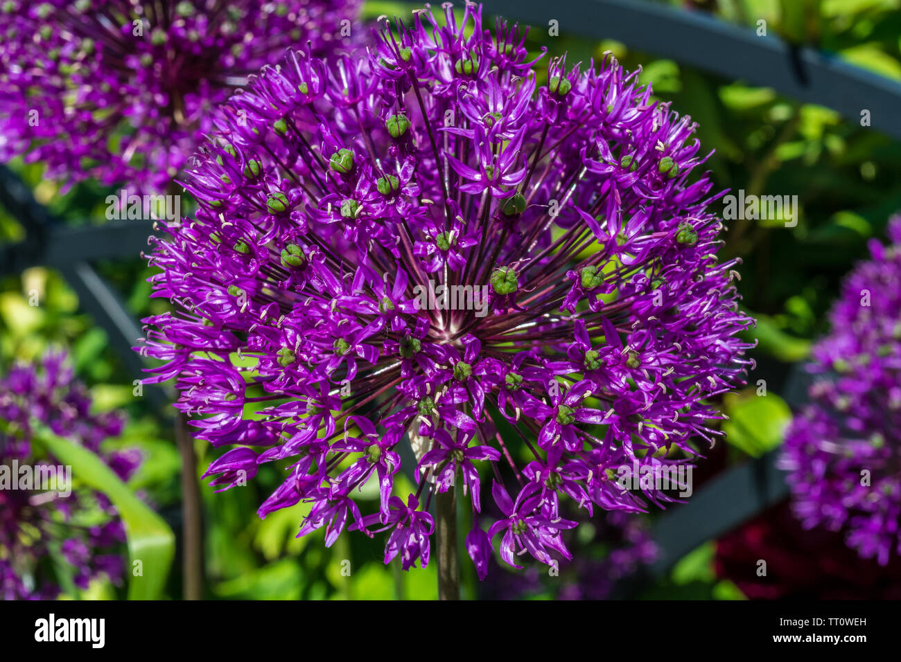 Common garden flower Stock Photo - Alamy
