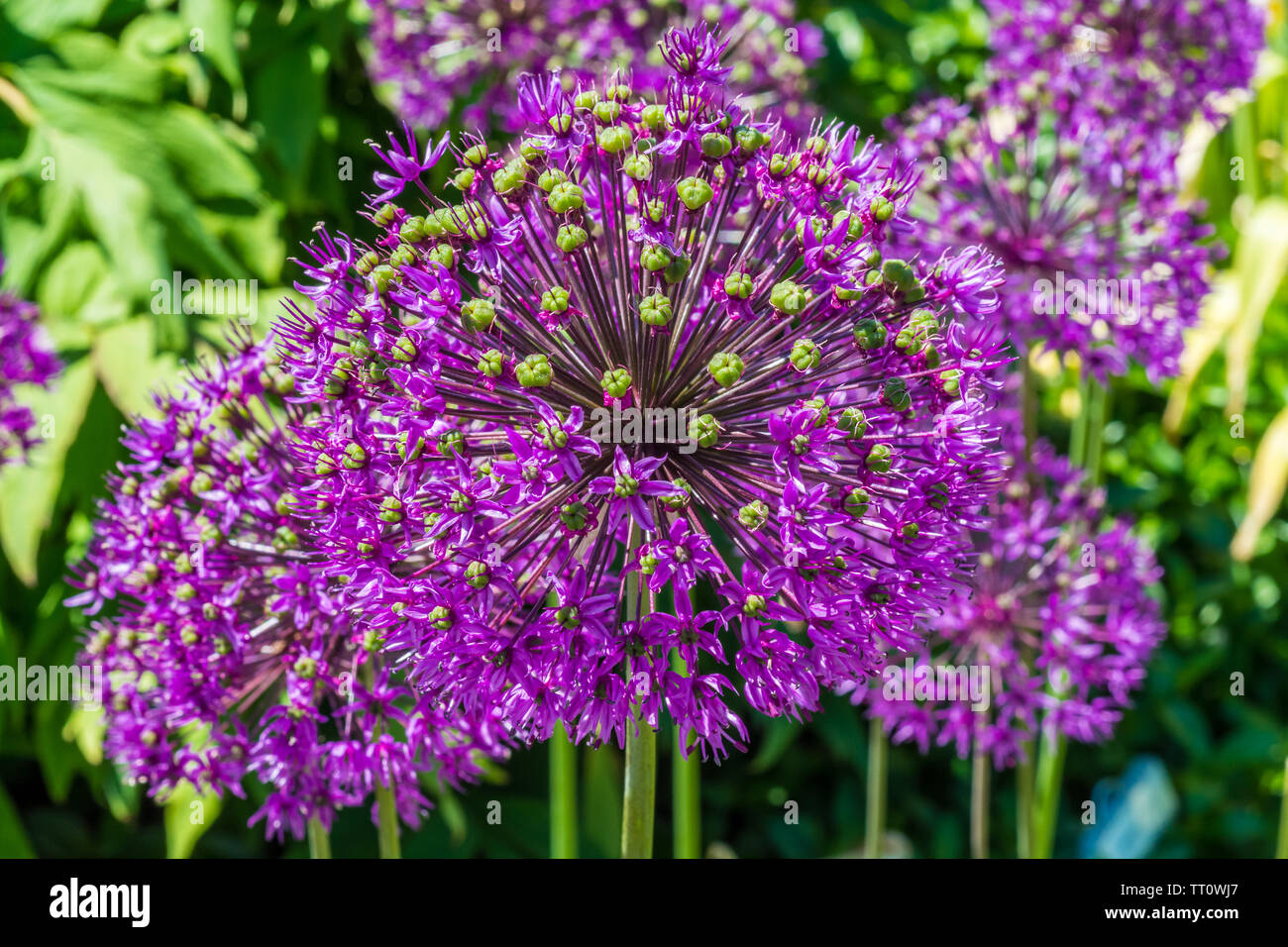 Common garden flower Stock Photo - Alamy