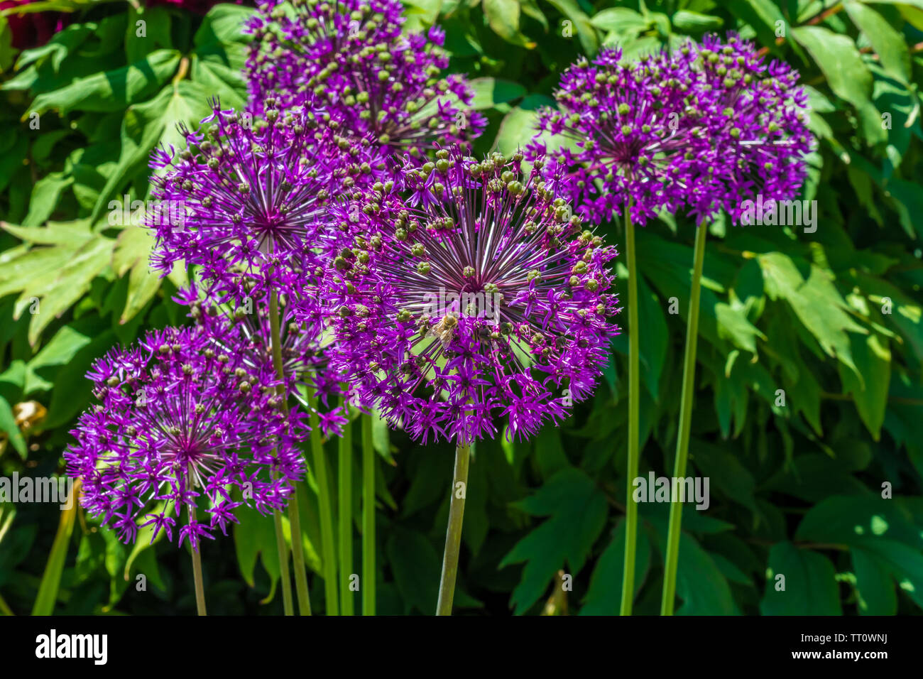 Common garden flower Stock Photo - Alamy