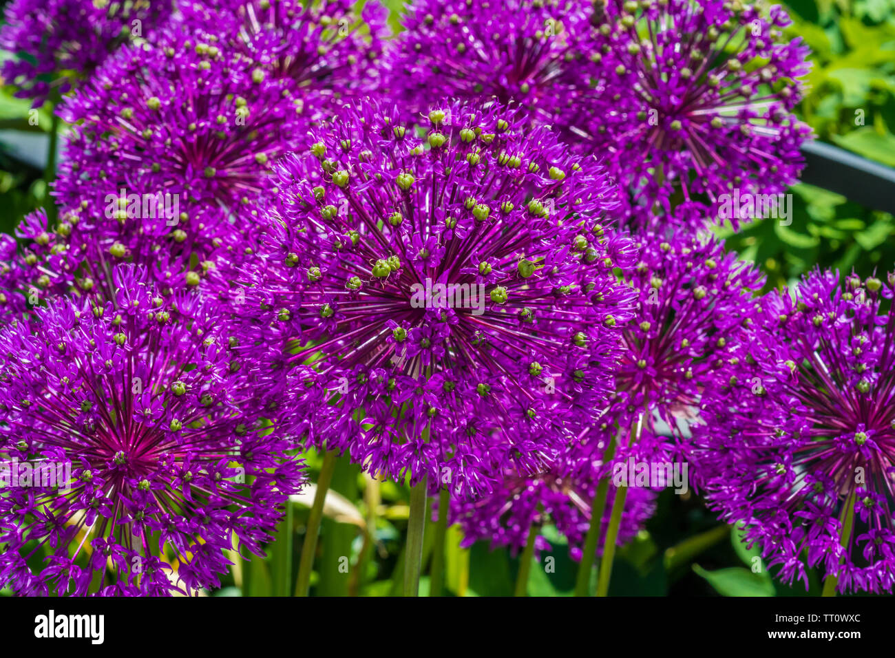 Common garden flower Stock Photo - Alamy