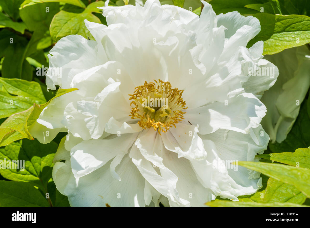 Common garden flower Stock Photo - Alamy