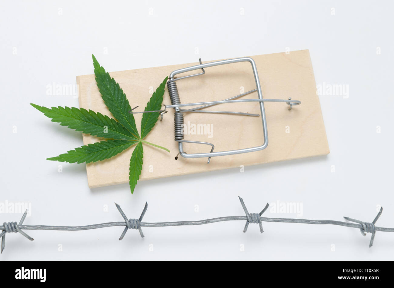 Marijuana leaf, hemp in mousetrap and barbed wire on white background ...