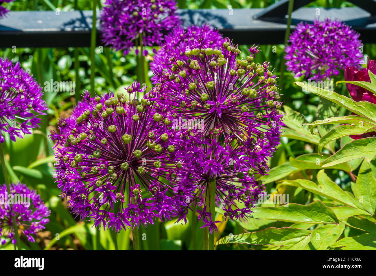 Common garden flower Stock Photo - Alamy