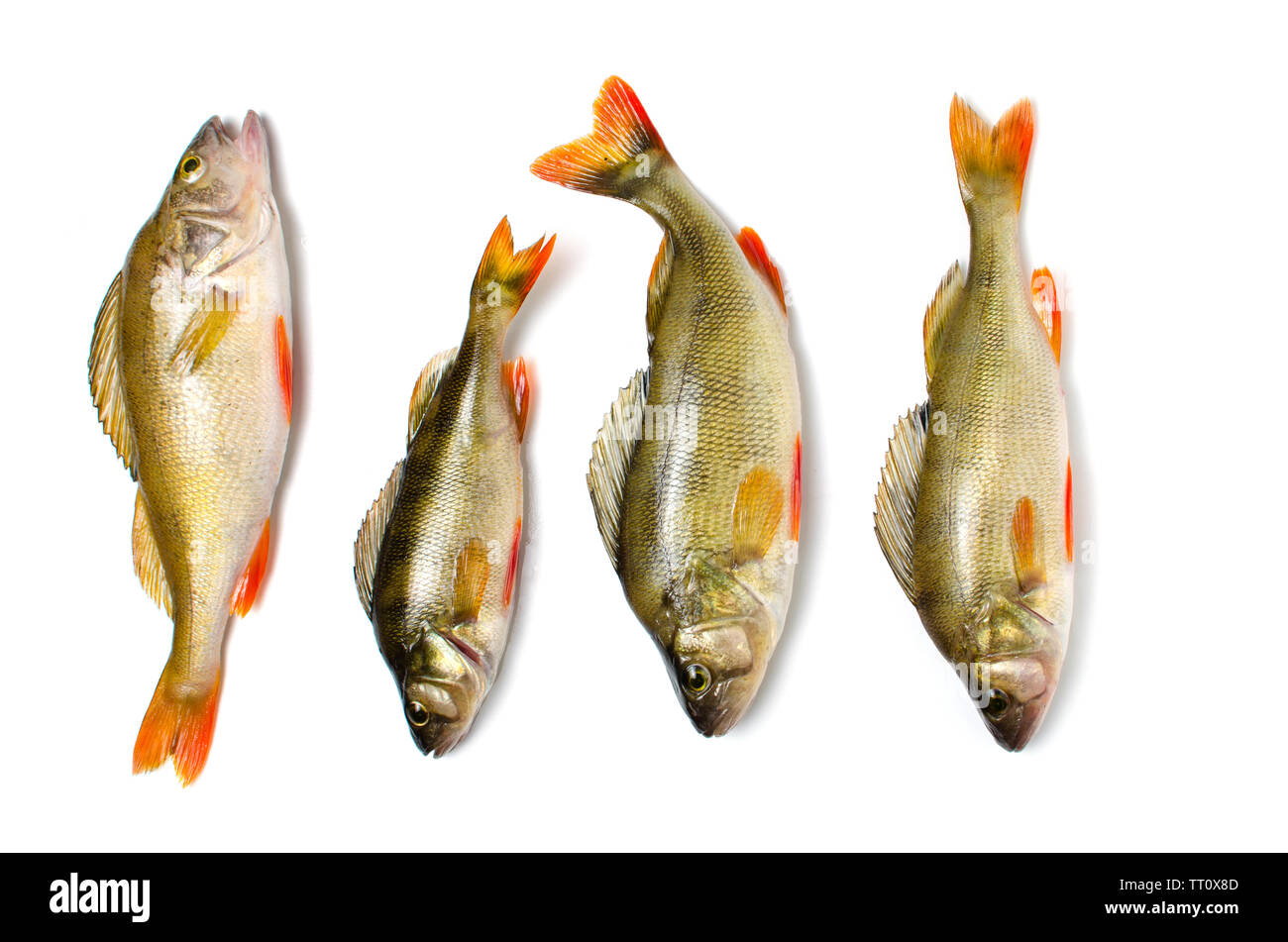 River bass on a white background, freshwater fish close-up Stock Photo ...