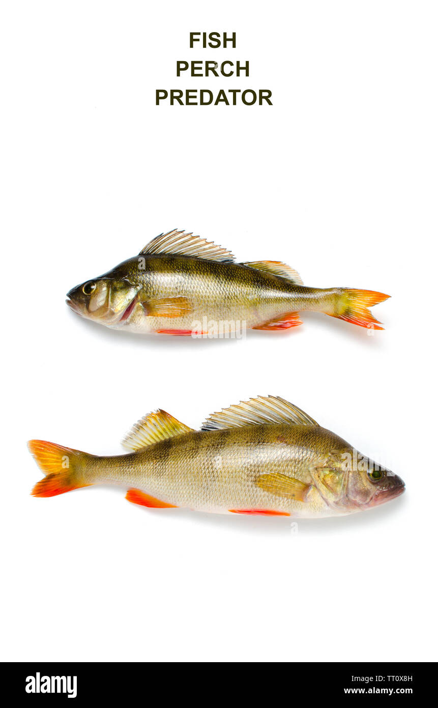 River bass on a white background, freshwater fish close-up Stock Photo ...
