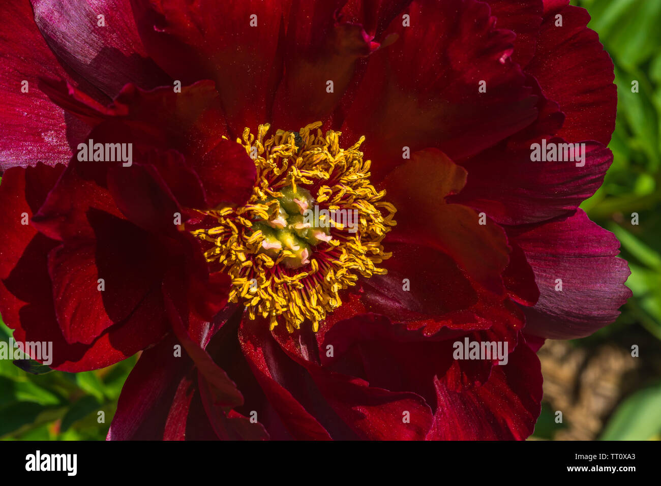 Common garden flower Stock Photo - Alamy
