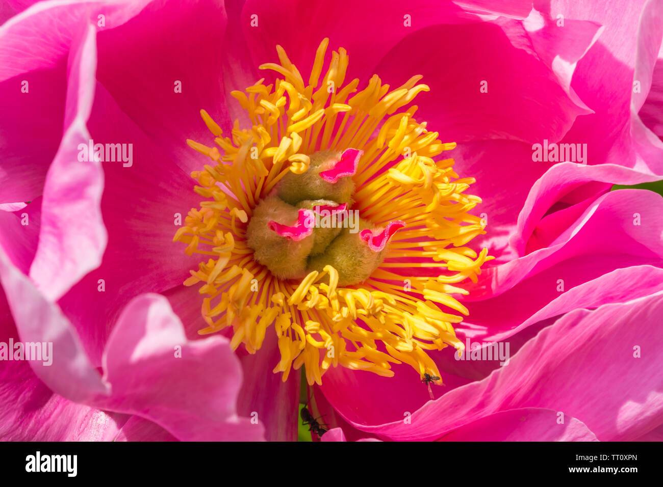 Common garden flower Stock Photo - Alamy