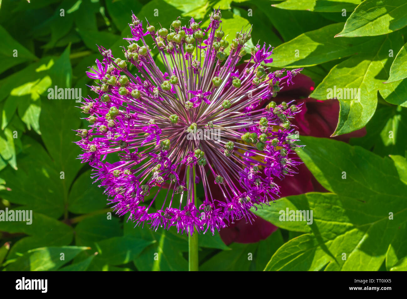 Common garden flower Stock Photo - Alamy