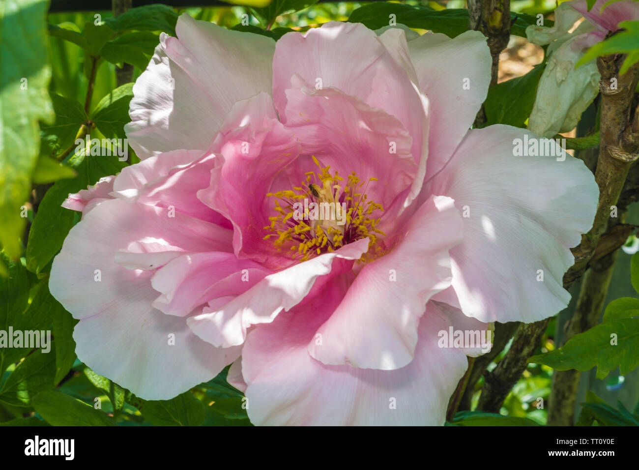 Common garden flower Stock Photo - Alamy