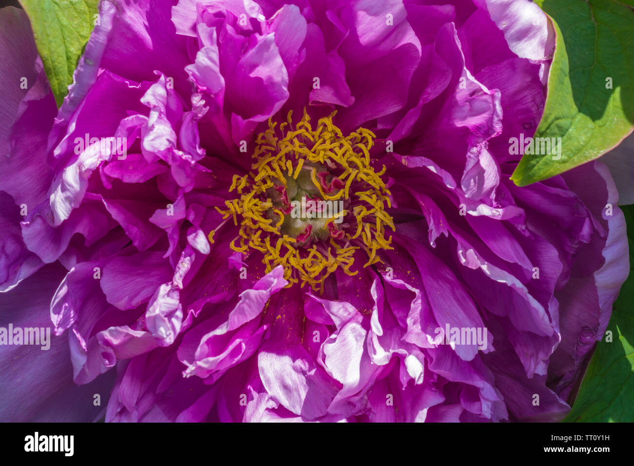 Common garden flower Stock Photo - Alamy