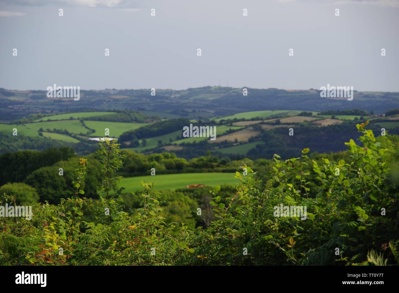 Pastoral Patchwork Landscape of Fields, Hedgerows and Woods in High ...