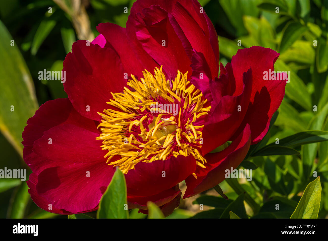 Common garden flower Stock Photo - Alamy