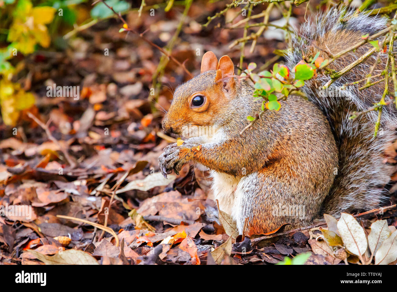 Squirrel eating acorns in the Regent's Park of London Stock Photo - Alamy