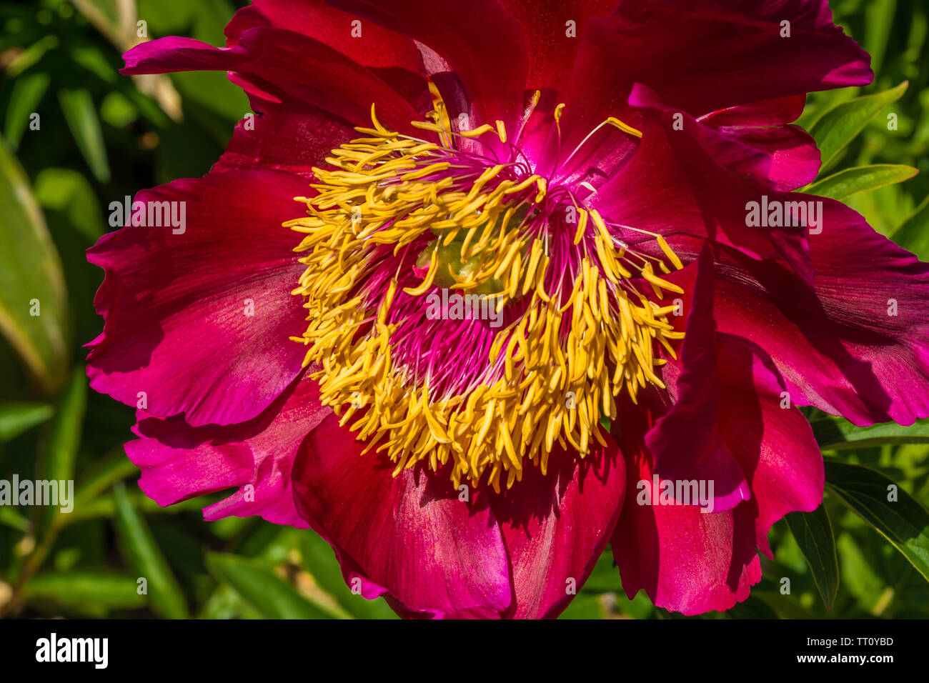 Common garden flower Stock Photo - Alamy