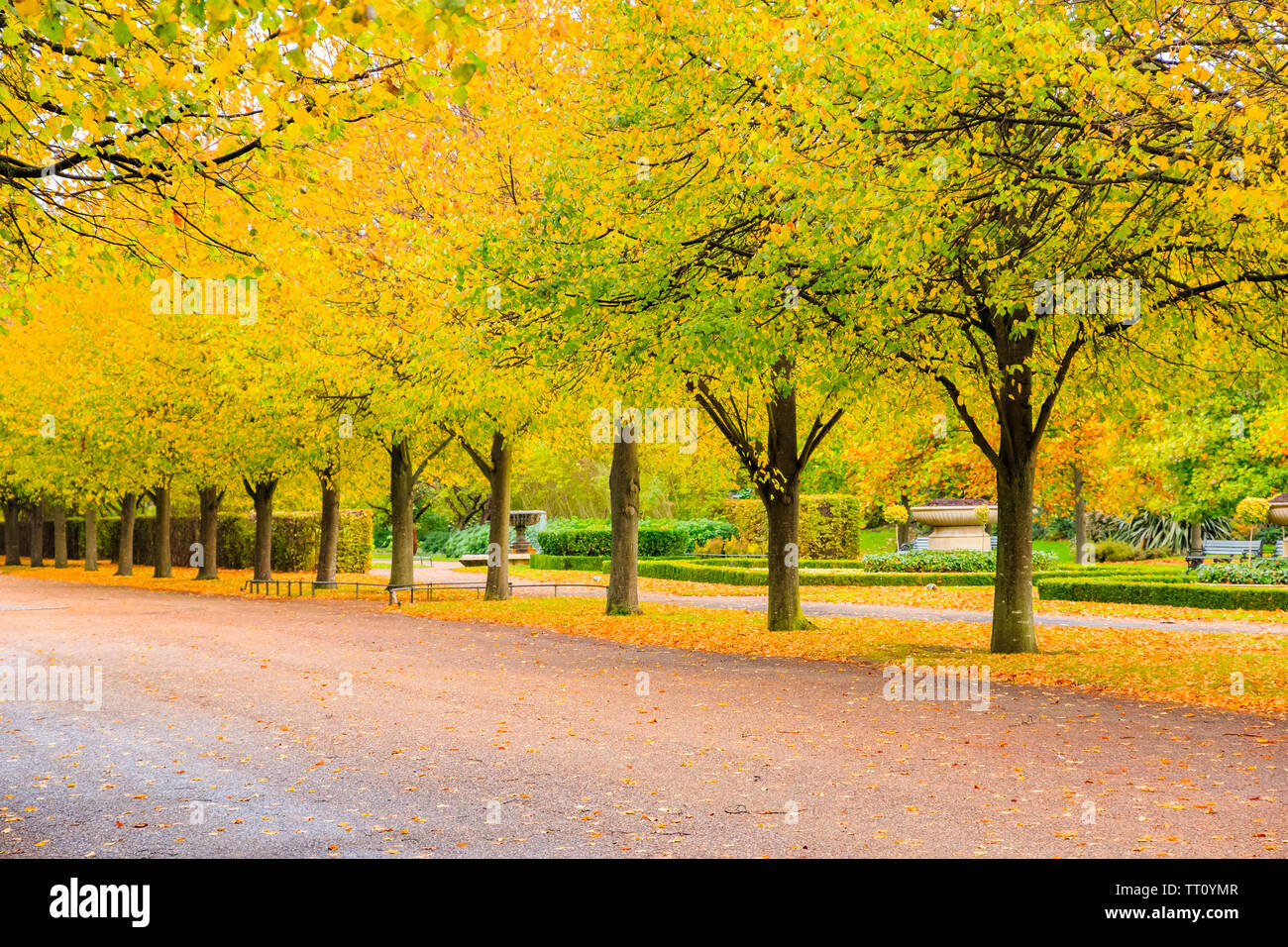 Peaceful scenery of tree lined avenue with benches in the Regent's Park ...