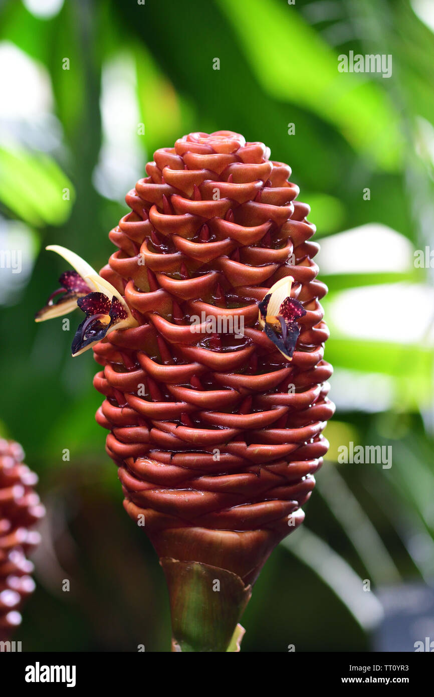 Beehive ginger zingiber spectabile hi-res stock photography and images ...