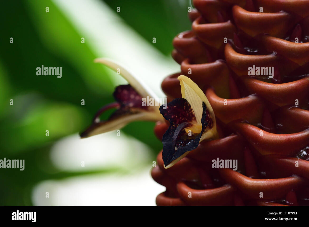 Ginger zingiber spectabile flowers hi-res stock photography and images ...