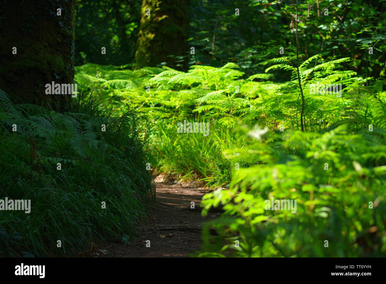 Path through Holne Woods on a Summer Day. Dartmoor, Devon, UK Stock ...