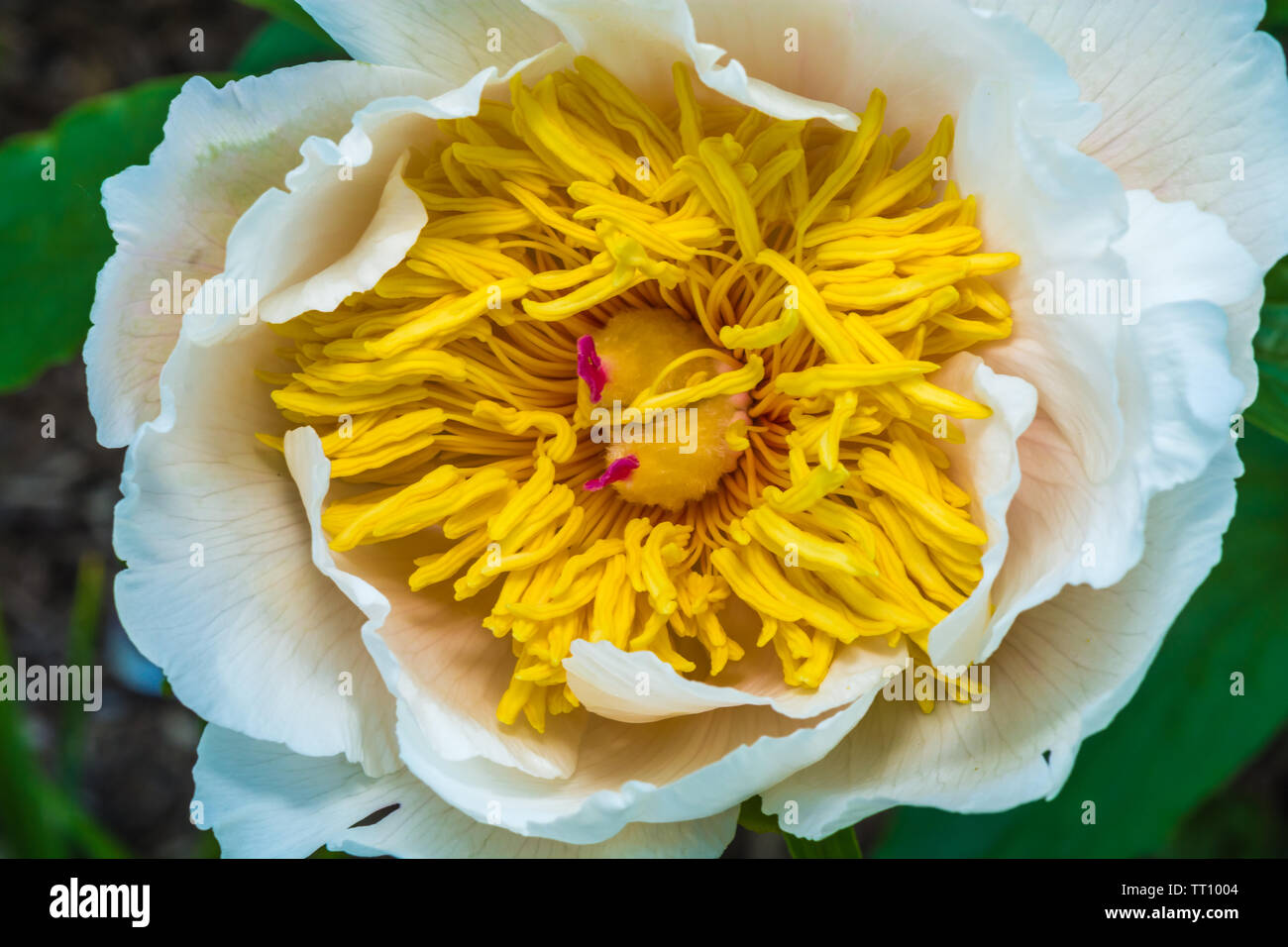 Common garden flower Stock Photo - Alamy